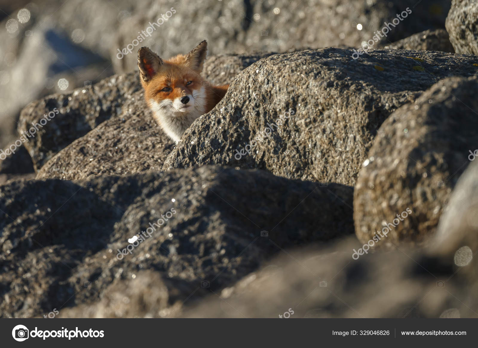 Red Fox Peeping Stones — Stock Photo © MennoSchaefer #329046826