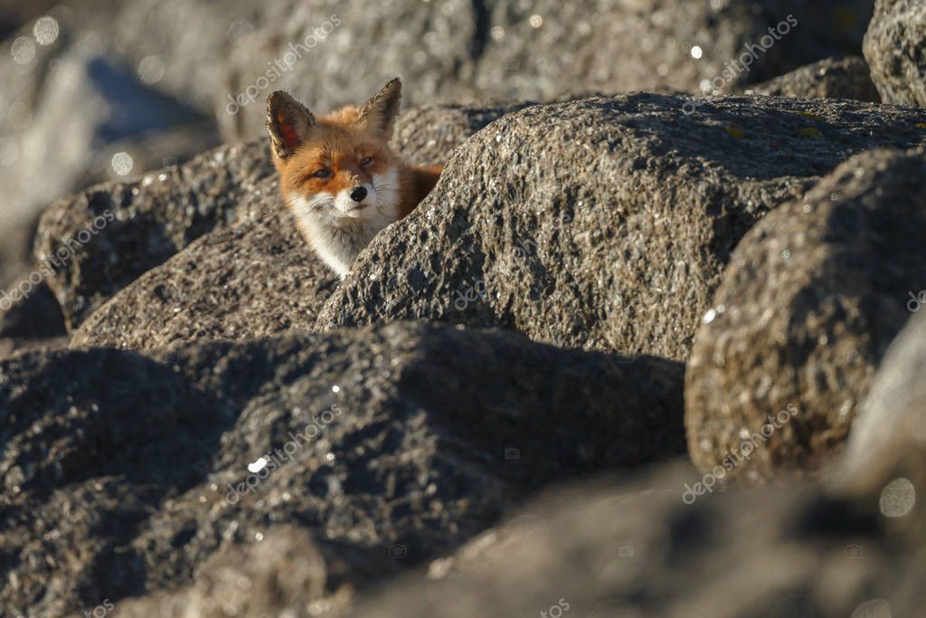 Red Fox Peeping Stones — Stock Photo © MennoSchaefer #329046826