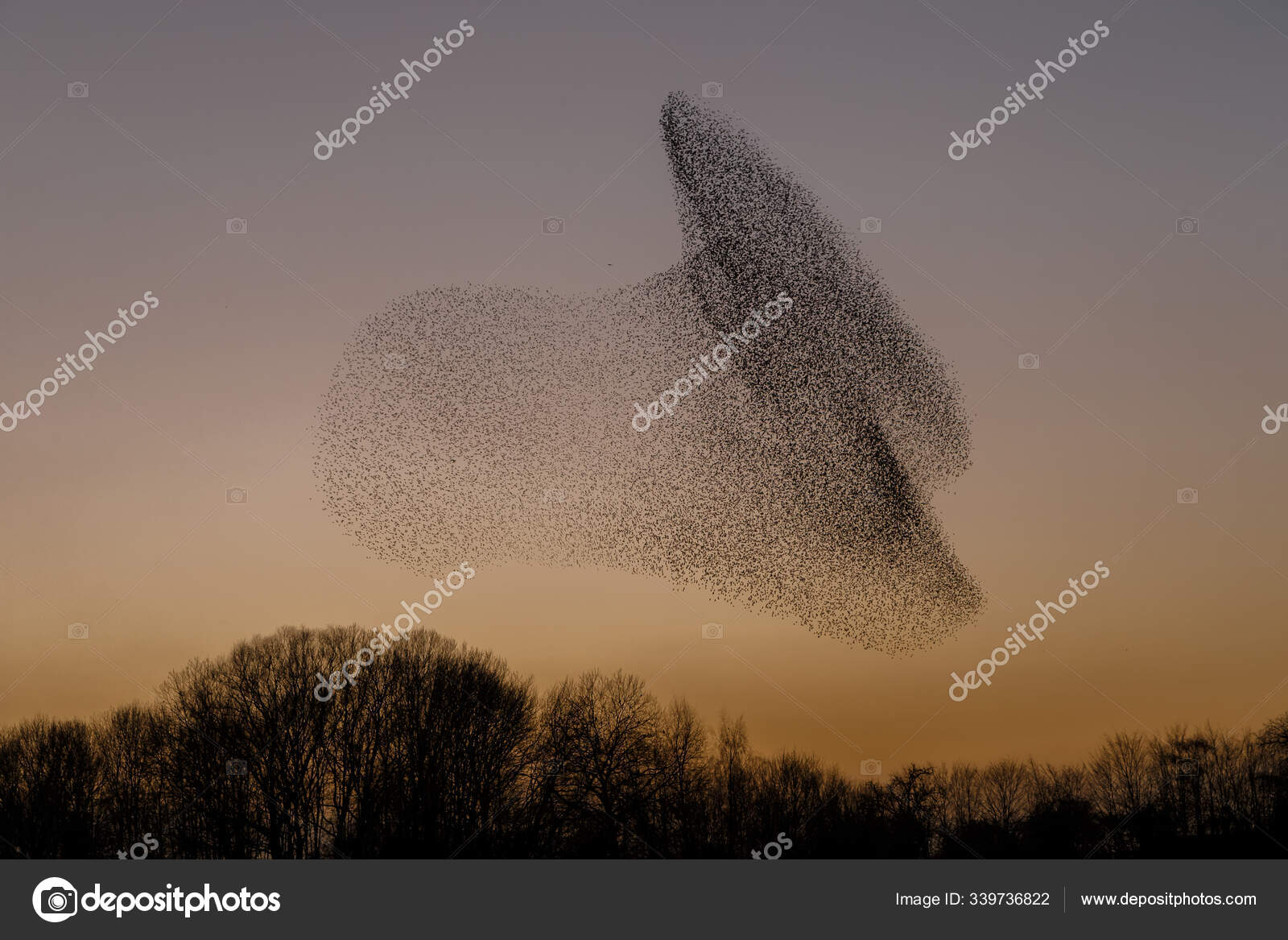 Murmurations Starlings Evening Light Stock Photo by ©MennoSchaefer ...