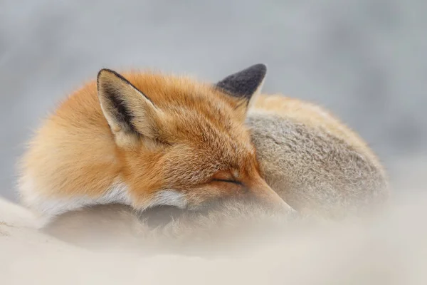 Schlafender fuchs Stockfotos, lizenzfreie Schlafender fuchs Bilder ...