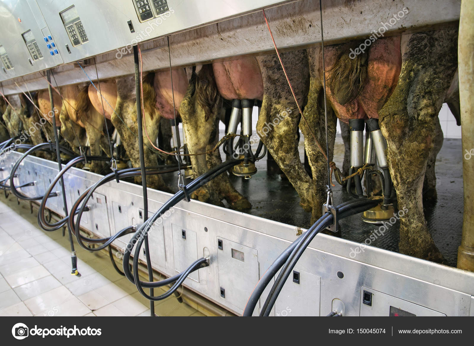 Cow milking automatic system. Stock Photo by ©Kutredrig 150045074
