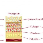 Normal Skin Anatomy of Human. Stock Vector by ©solar22 147745875
