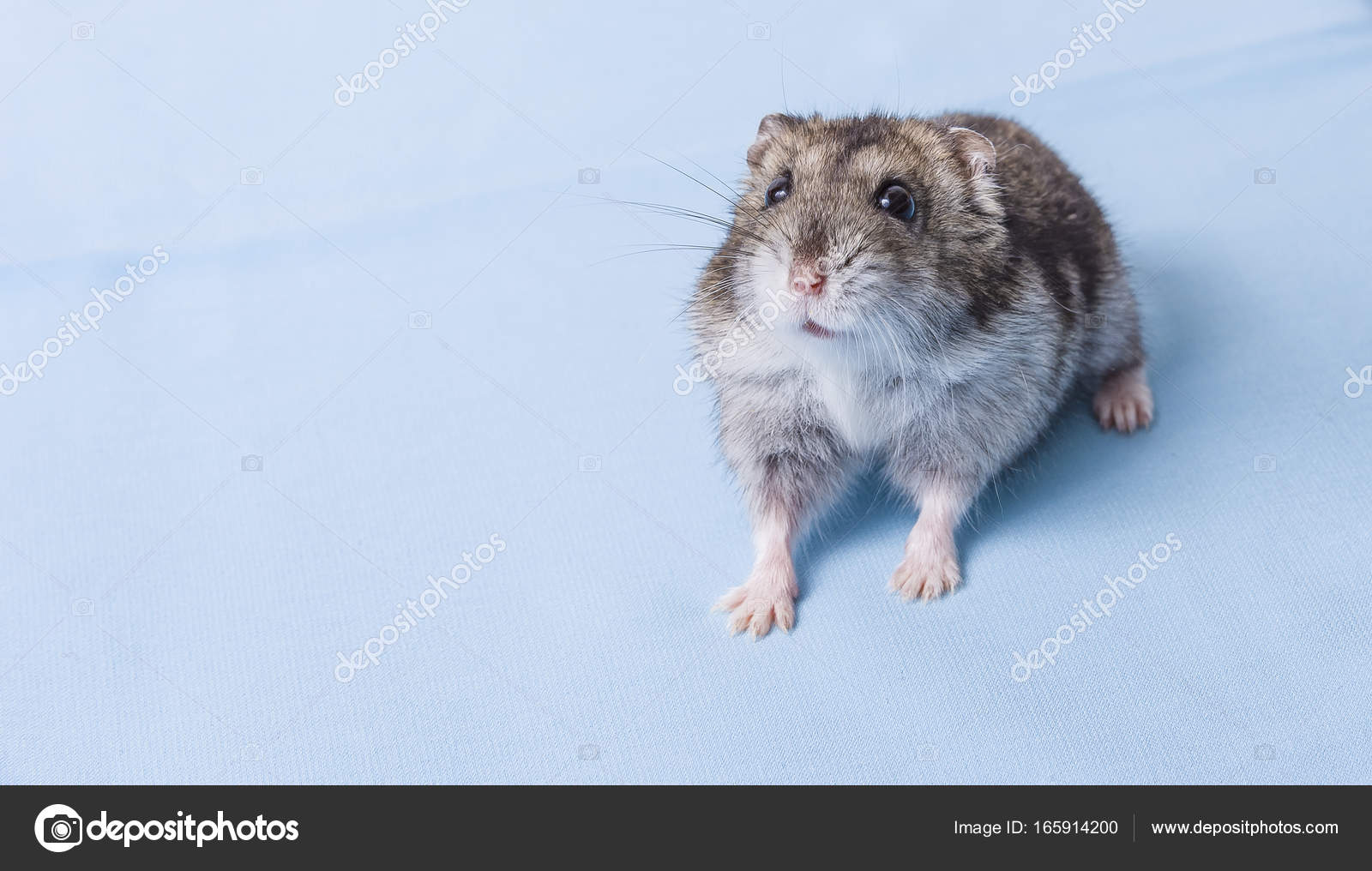 Russian Dwarf Hamster Grey