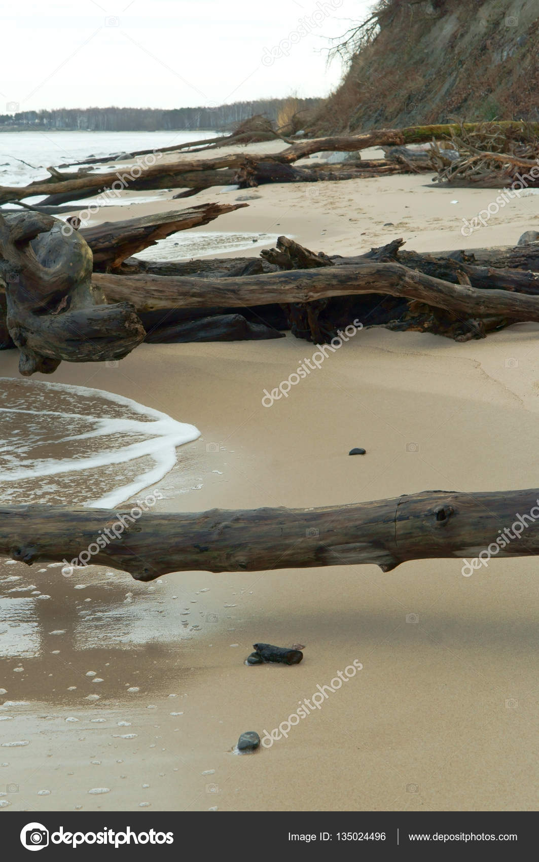 Fallen trees on the beach — Stock Photo © NadyZima_klgd #135024496