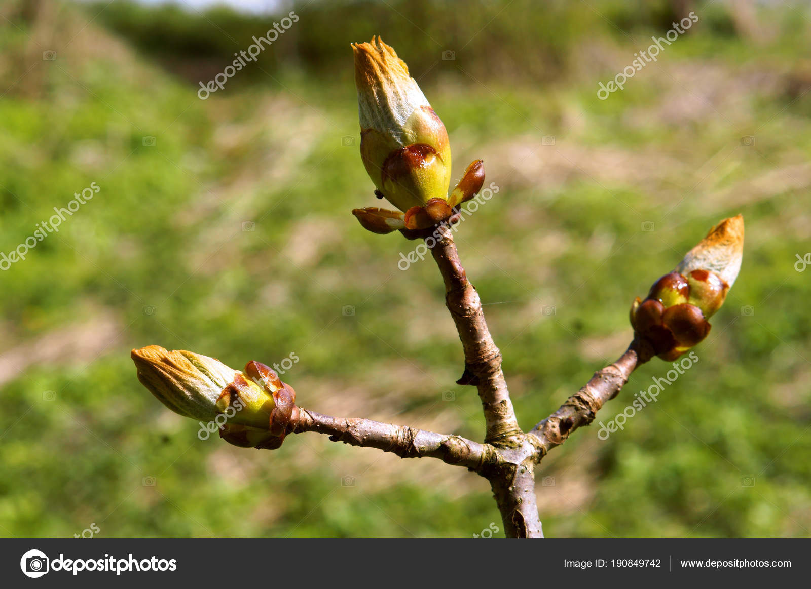 Leaves Blossomed Tree Spring Young Shoots Plant Spring — Stock Photo ...