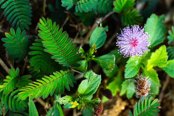 Sensitive plant Stock Photos, Royalty Free Sensitive plant Images ...