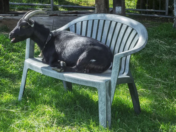 Furniture goat Stock Photos, Royalty Free Furniture goat Images ...