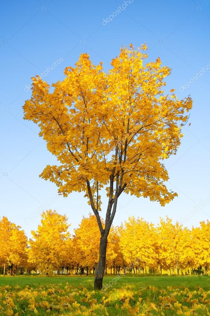 Single maple with yellow leaves on a background of green lawn, autumn ...