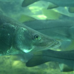 37 Snook Vector Images | Depositphotos