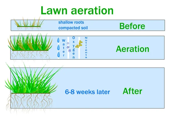 Lawn Aeration Stage Illustration Aeration Gardening Grass Lawncare ...