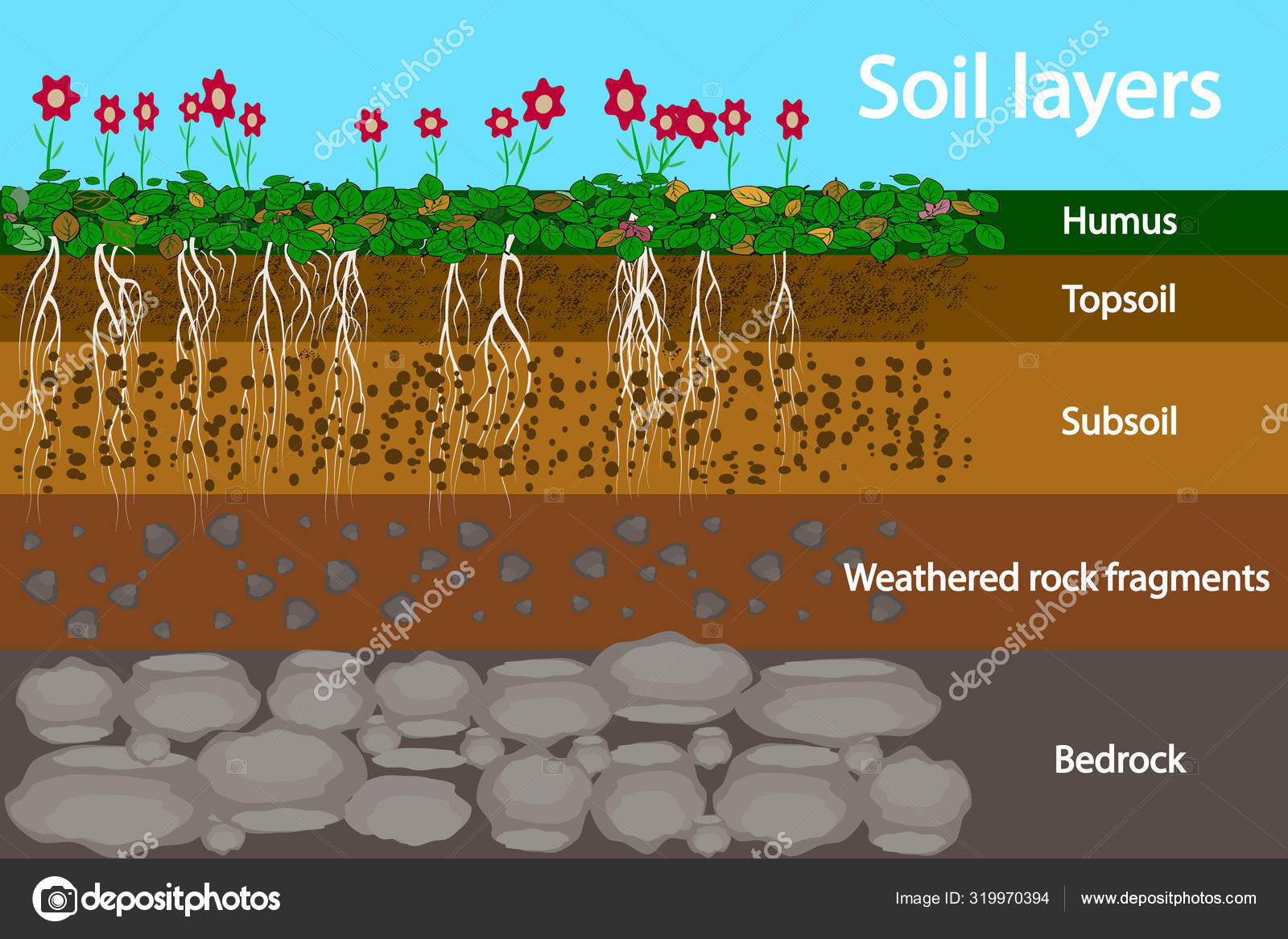 Maakerrokset. Kaavio maakerros. Maakerros järjestelmä ruoho ja juuret ...