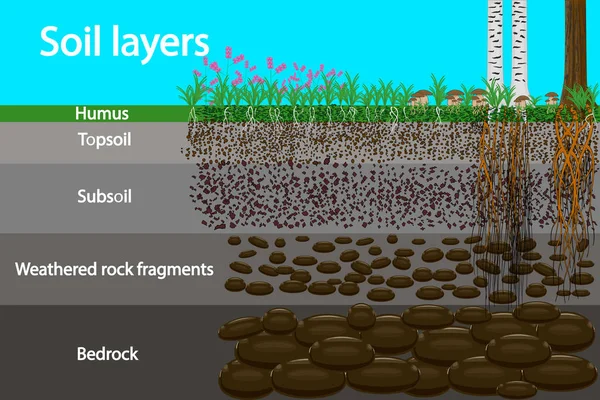 Soil Layers Diagram Layer Soil Soil Layer Scheme Grass Roots Stock ...