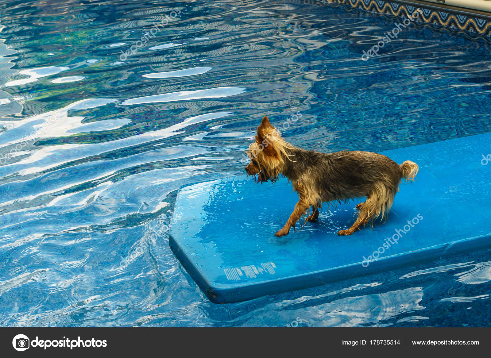 Do Yorkshire Terriers Swim