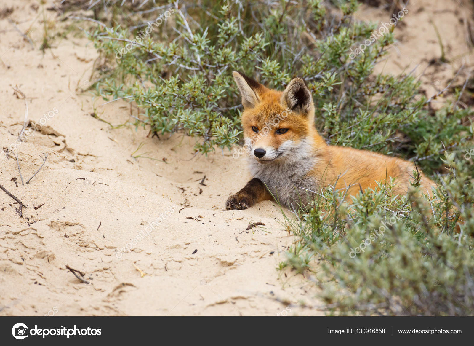 Wild red fox cub Stock Photo by ©pimleijen 130916858
