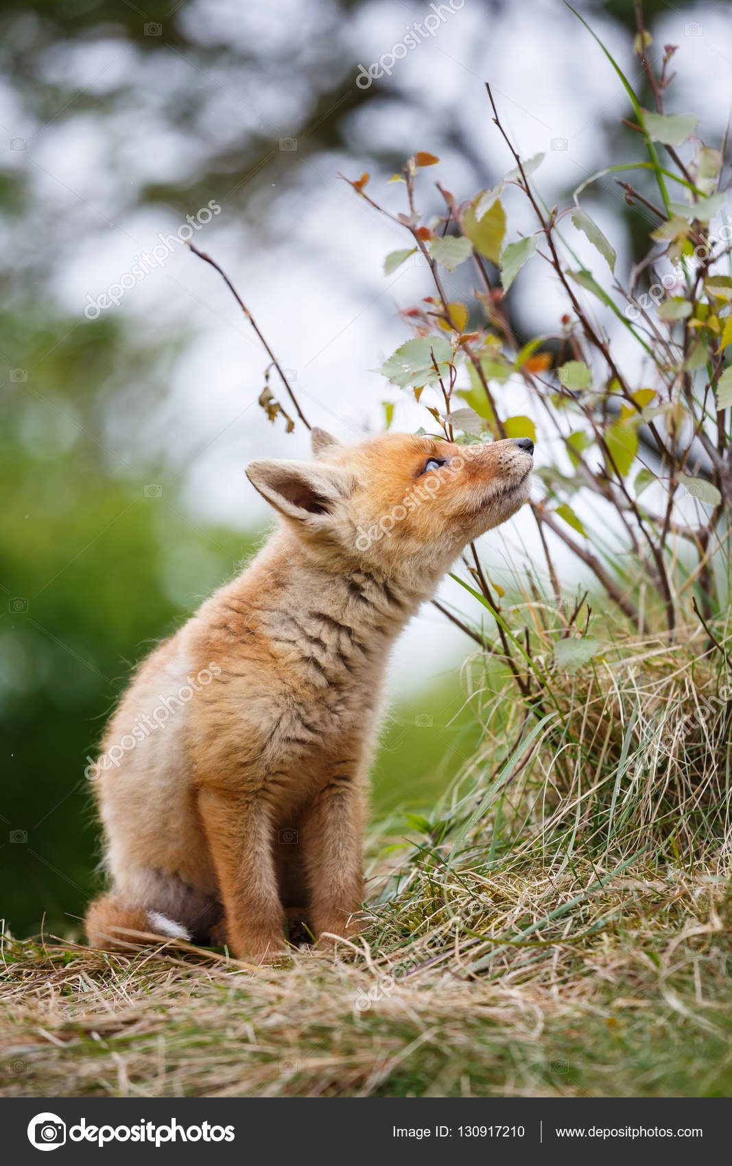 Wild red fox cub — Stock Photo © pimleijen #130917210
