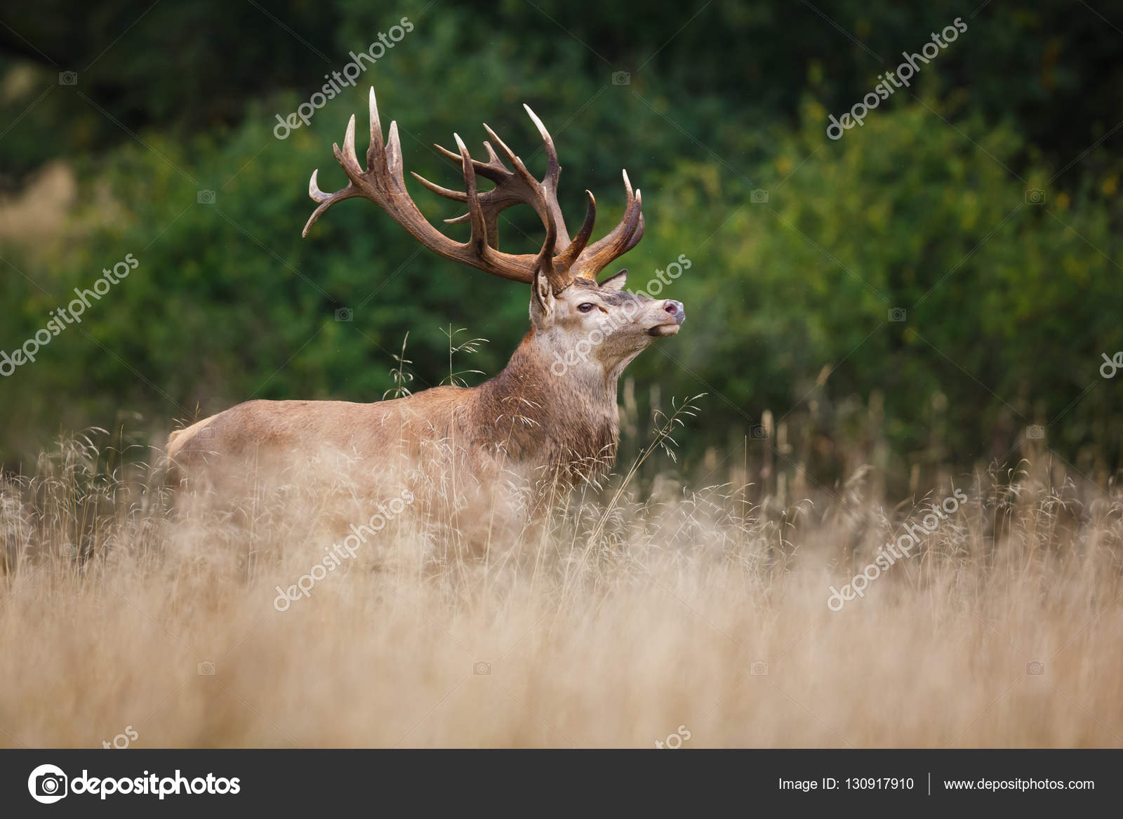 Red deer stag — Stock Photo © pimleijen #130917910
