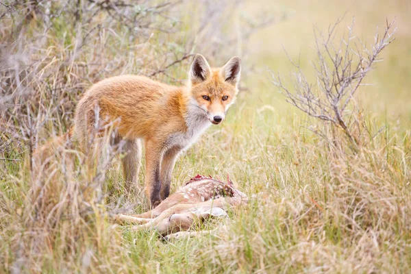 Fox in the wildlife — Stock Photo © bereta #34262551