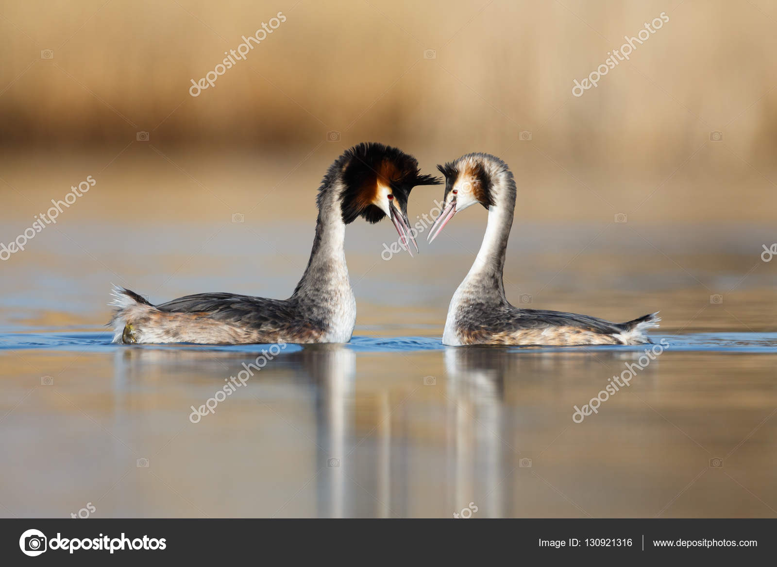 Great Crested Grebes in mating season Stock Photo by ©pimleijen 130921316