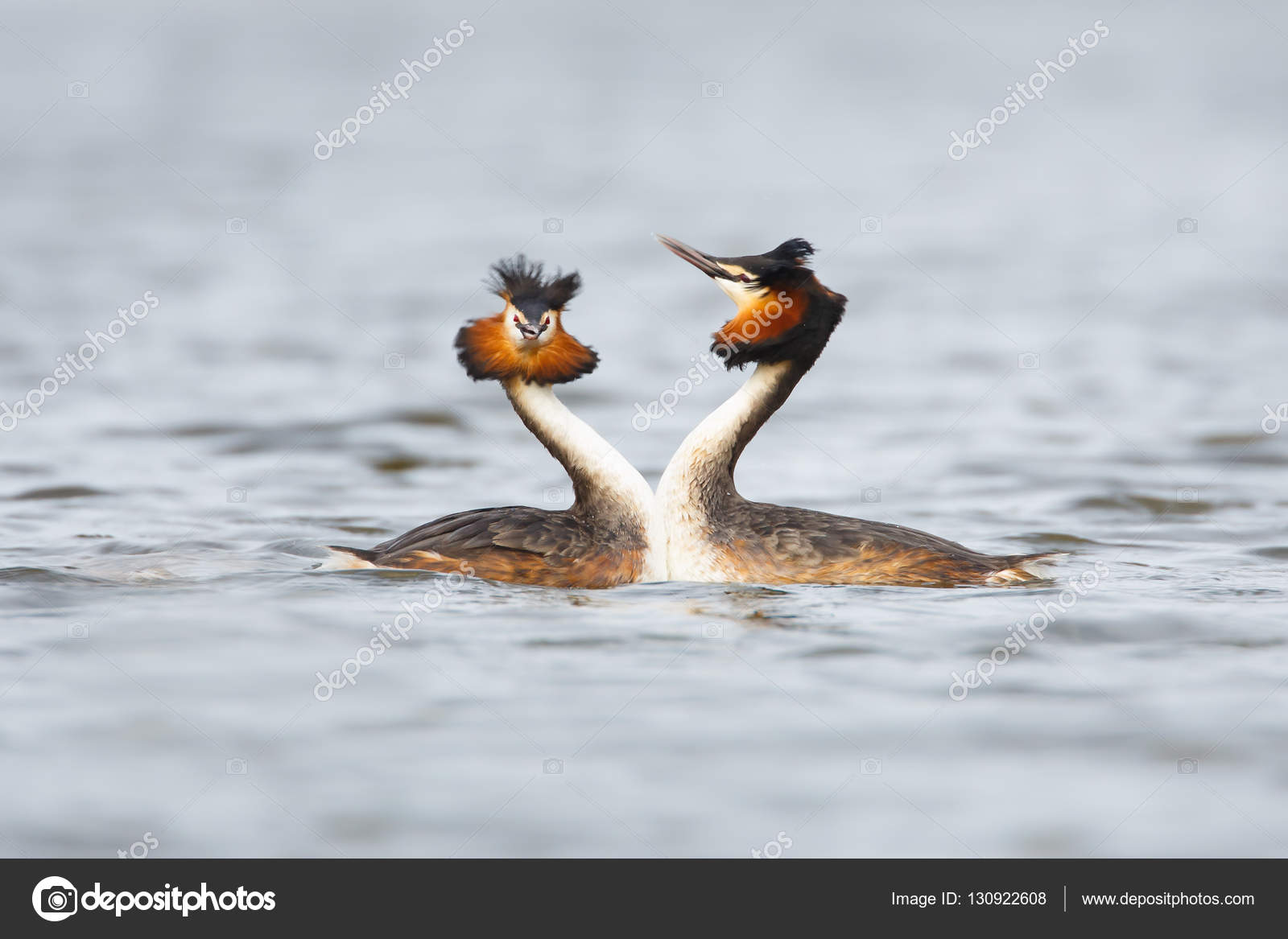 Great Crested Grebes in mating season Stock Photo by ©pimleijen 130922608