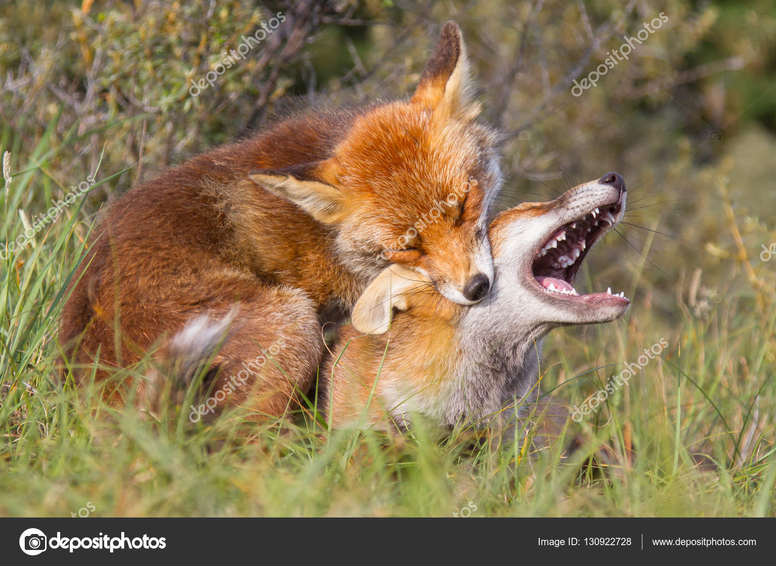 Red Fox Fights Wallpaper