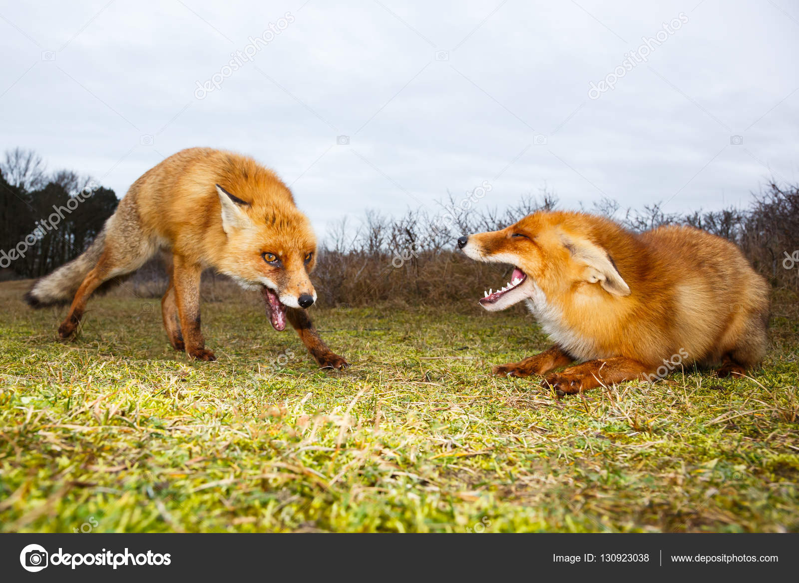 Fighting red foxes Stock Photo by ©pimleijen 130923038