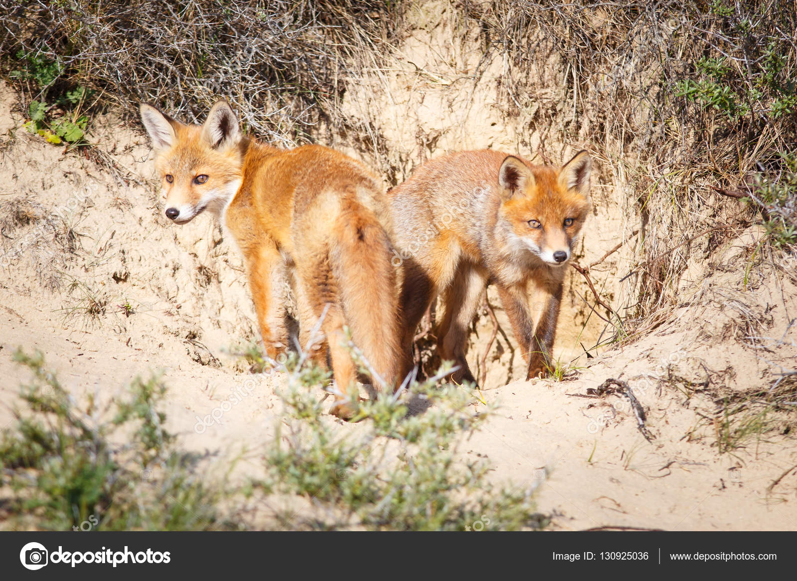 Two wild red fox cubs Stock Photo by ©pimleijen 130925036