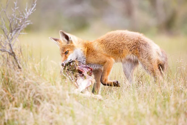 Fox in the wildlife — Stock Photo © bereta #34262551