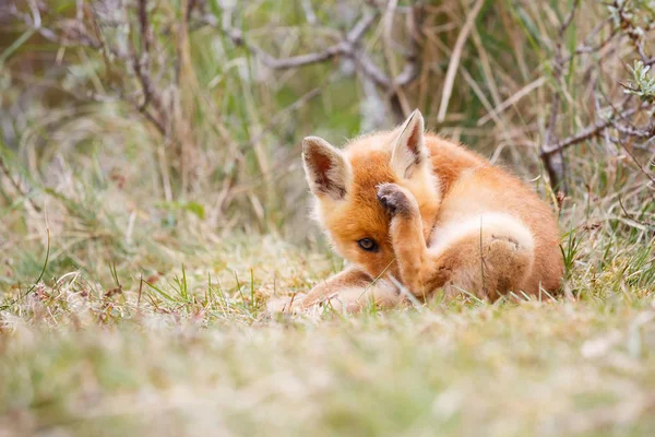 Renard roux bébé images libres de droit, photos de Renard roux bébé ...