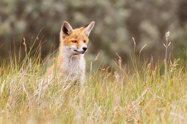 Fox in the wildlife — Stock Photo © bereta #34262551