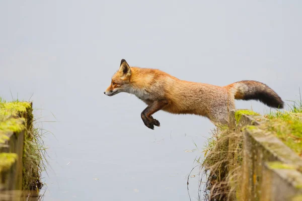 Fox jump Stock Photos, Royalty Free Fox jump Images | Depositphotos