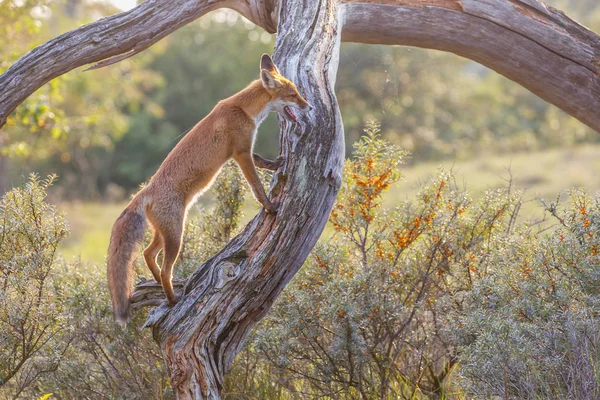 Fox tree Stock Photos, Royalty Free Fox tree Images | Depositphotos