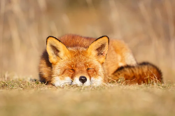 Fox sleeping Stock Photos, Royalty Free Fox sleeping Images | Depositphotos