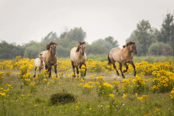 Wild horses in spring meadow — Stock Photo © pimleijen #159934840