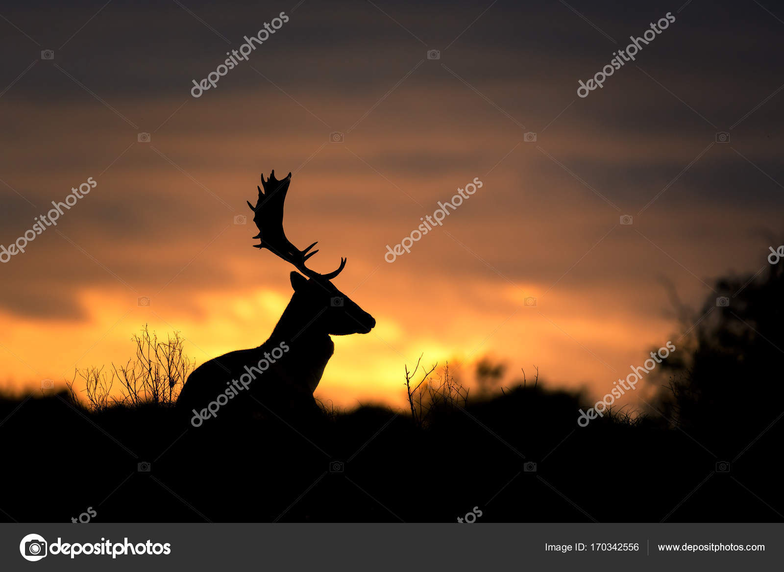 Deer silhouette at sunset Stock Photo by ©pimleijen 170342556