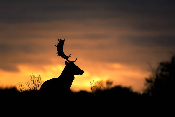 Silhouettes of two deers against orange sunset skyline background ...