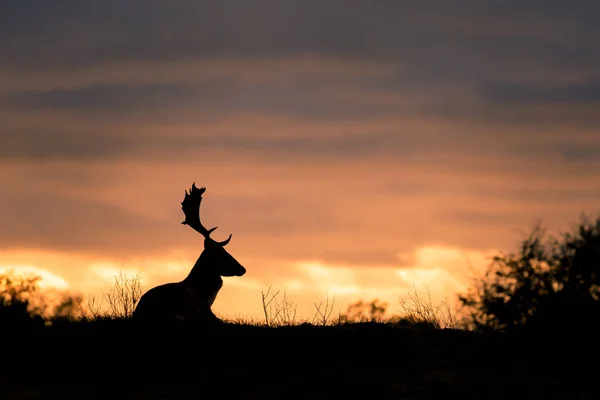 Deer silhouette Stock Photos, Royalty Free Deer silhouette Images ...