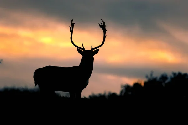 Deer silhouette Stock Photos, Royalty Free Deer silhouette Images ...