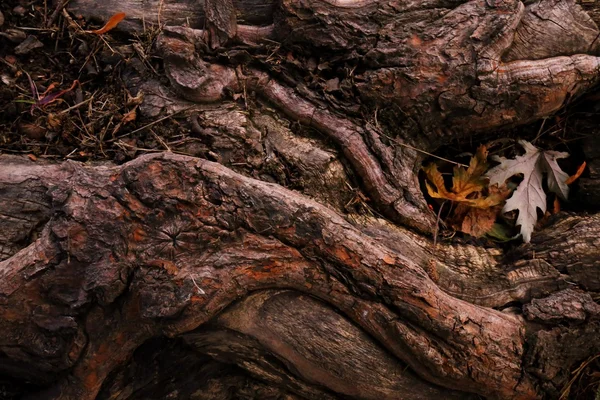 Oak roots Stock Photos, Royalty Free Oak roots Images | Depositphotos®