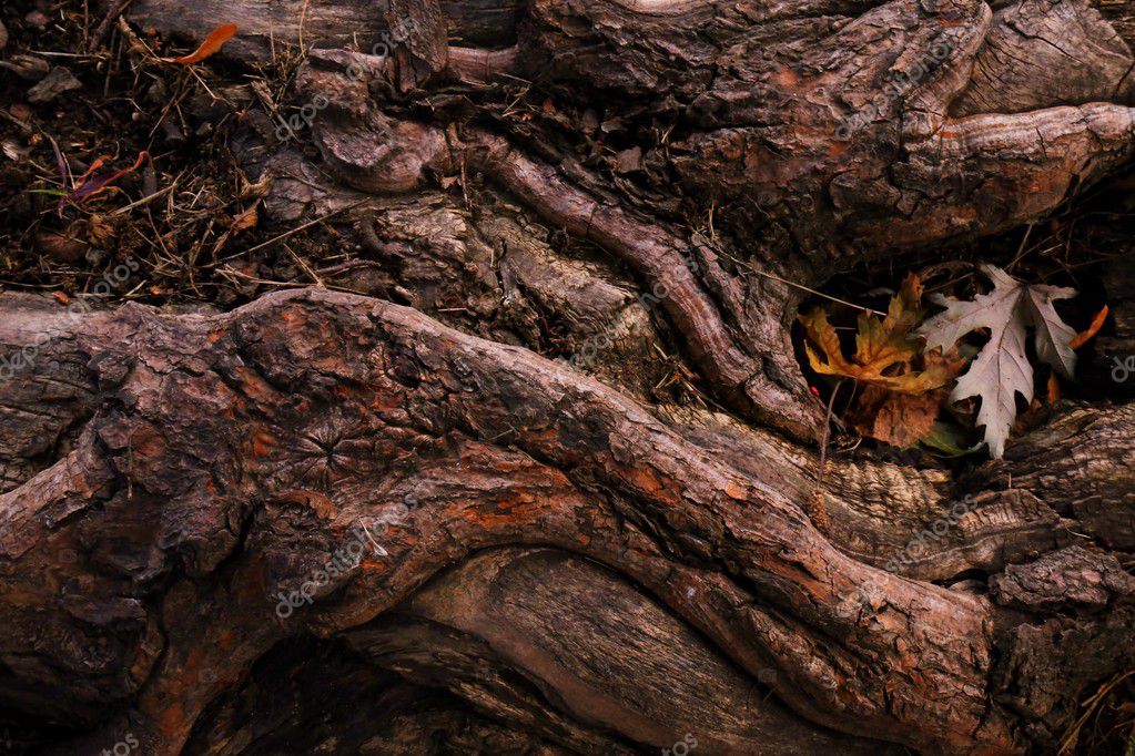 Maple Tree Bark Texture