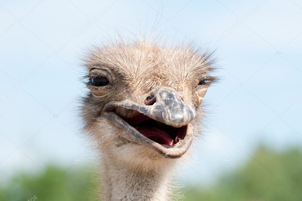 Ostrich Face Smiling