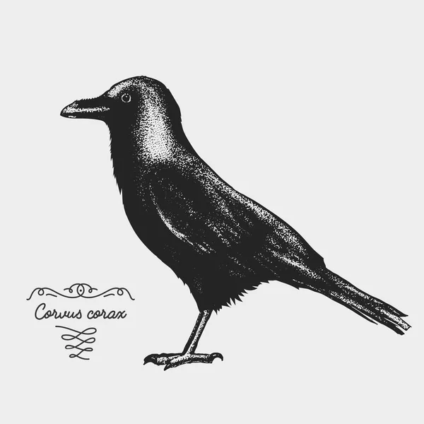 7,949,624 Barra de corvo Vector Images | Depositphotos