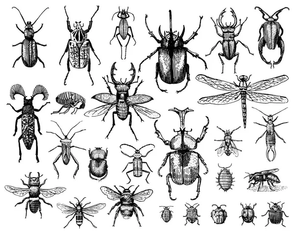 Vintage illustration bugs Stock Vectors, Royalty Free Vintage ...