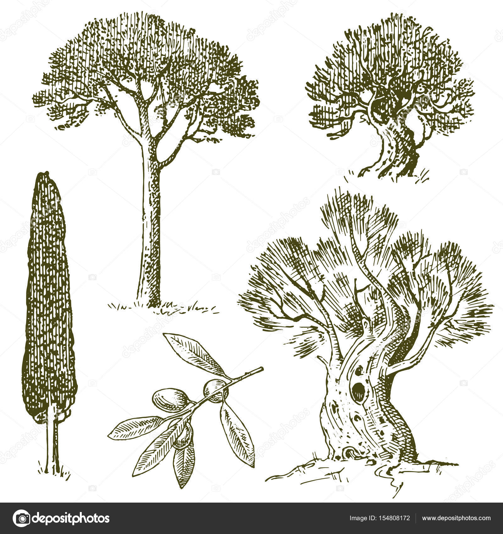 Italian Cypress Tree Drawing