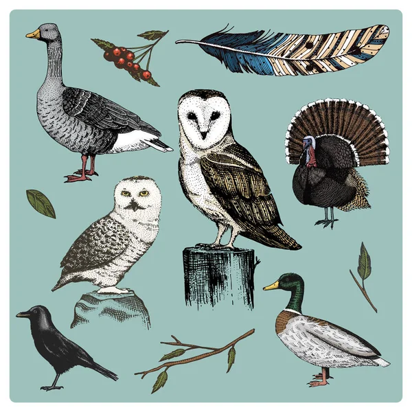 Hand drawn vector realistic bird, sketch graphic style, set of domestic ...