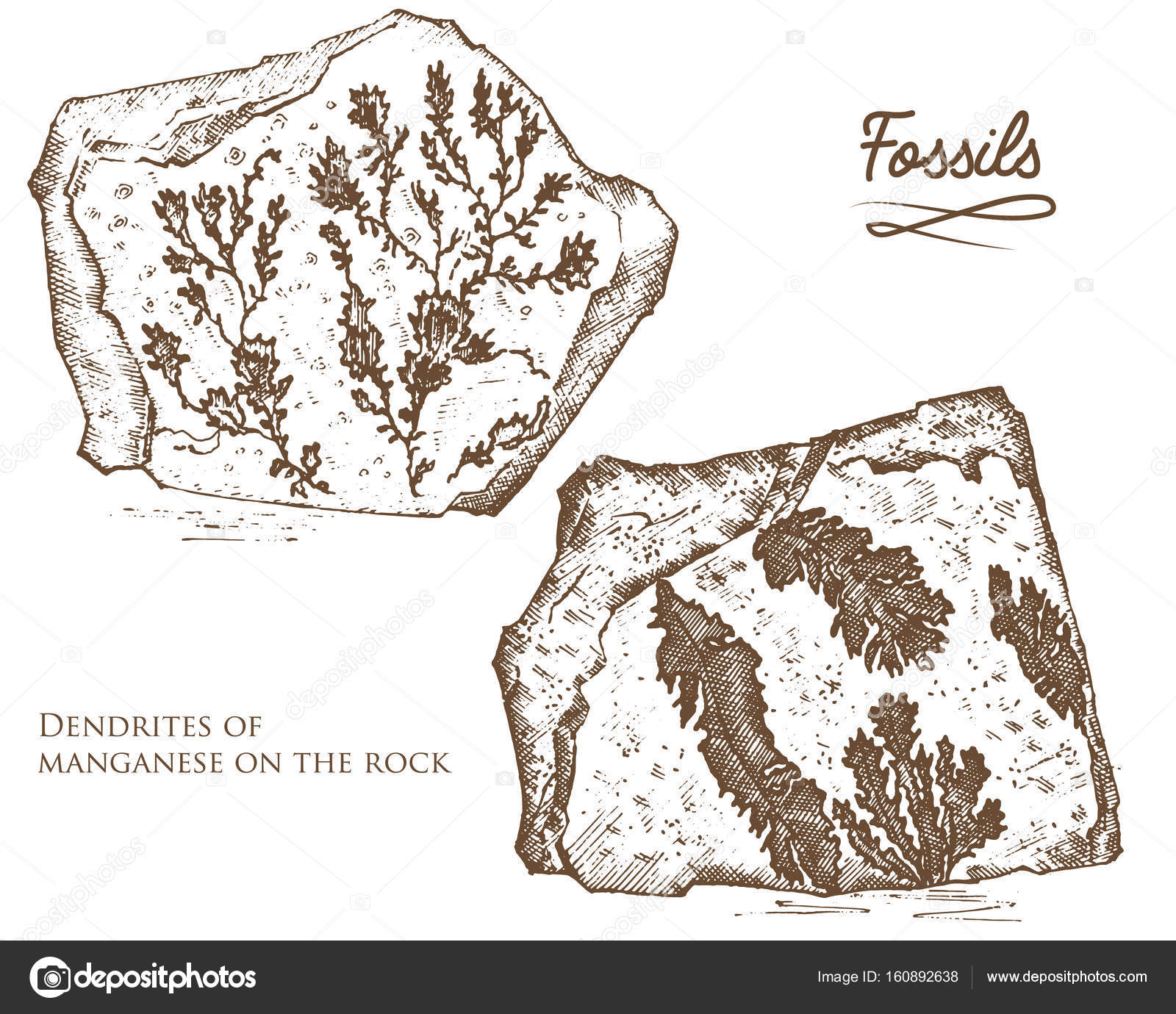 Plant Fossil Drawing