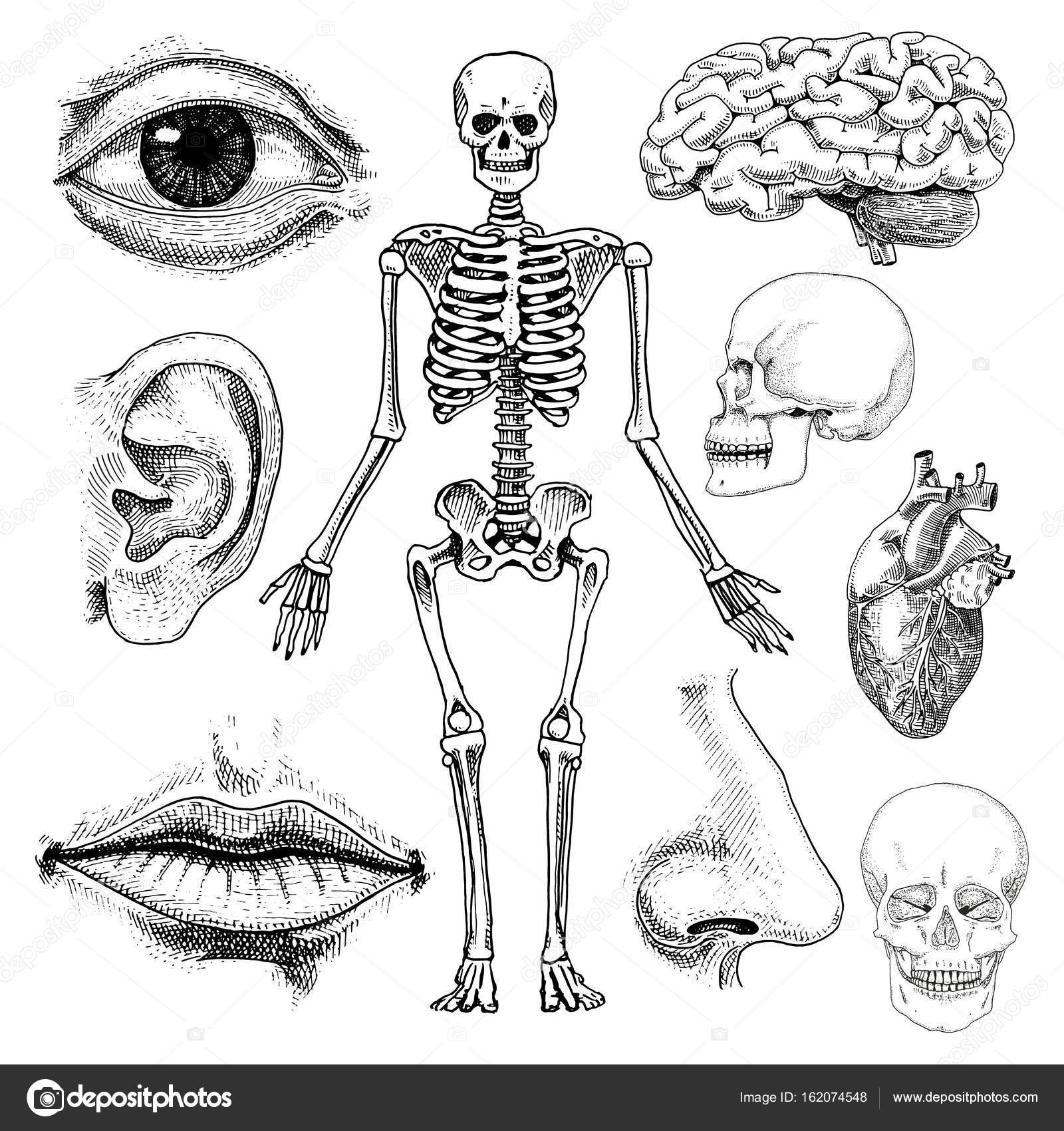 Human Skeleton Anatomy Drawing
