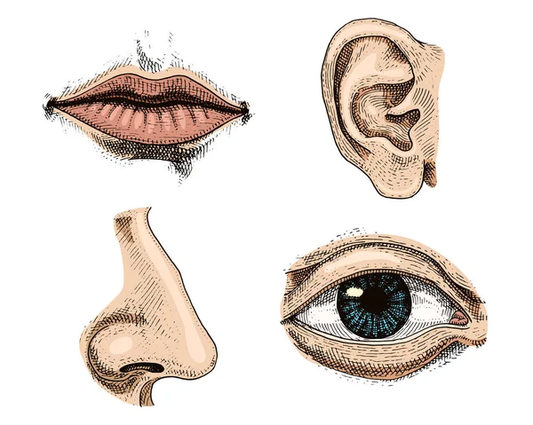 lidský nos anatomie — Stock Vektor © stockshoppe #42345239