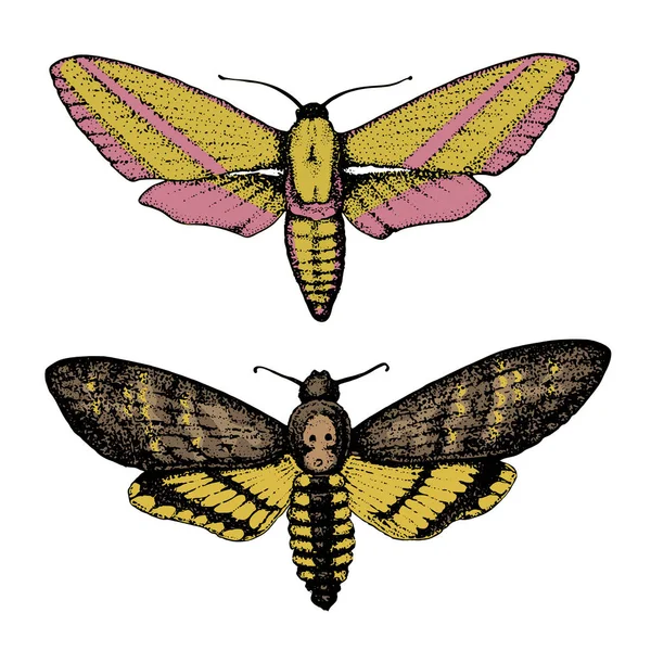 24,592,782 Sphinx moths Vector Images | Depositphotos