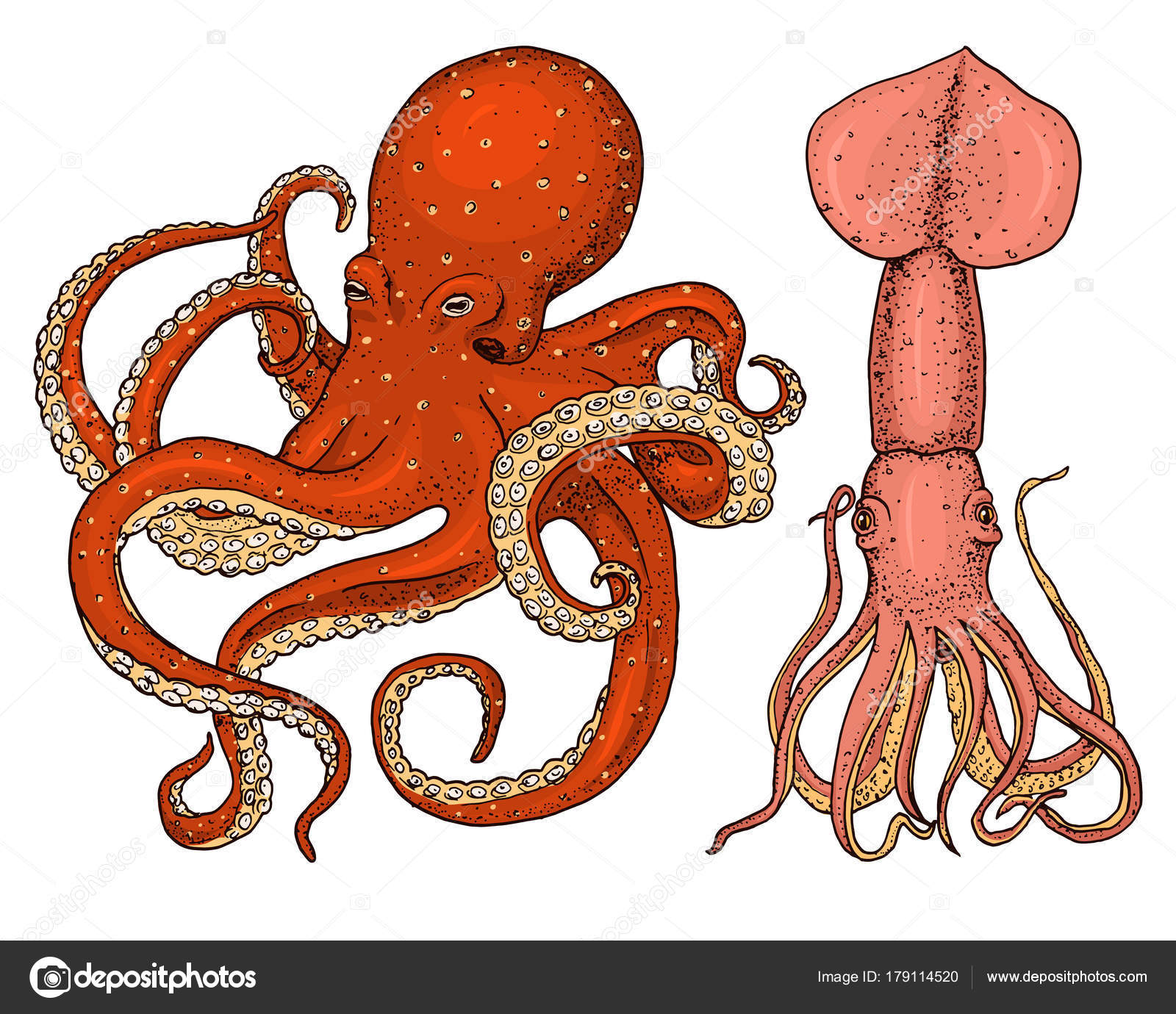 Vintage Squid Drawing