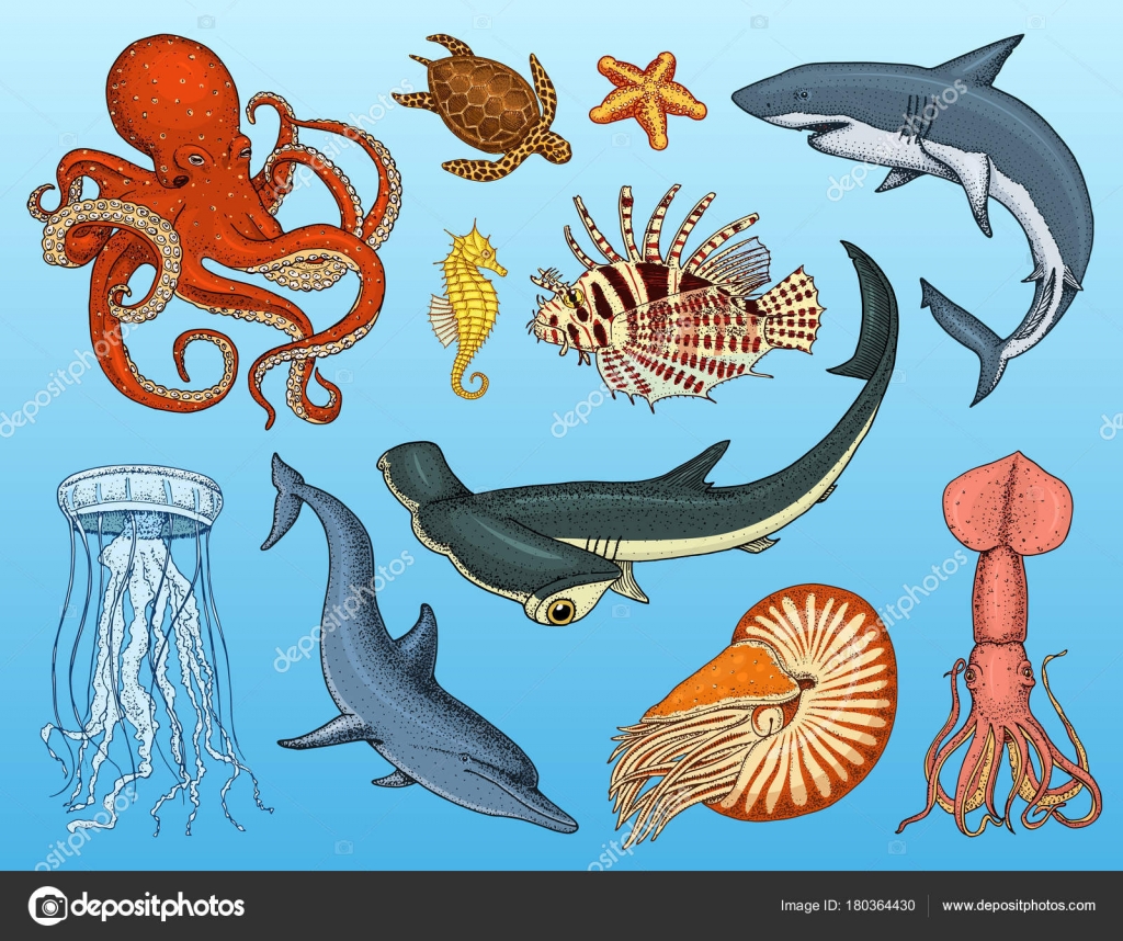 Fishes set or sea creature nautilus pompilius, jellyfish and starfish ...